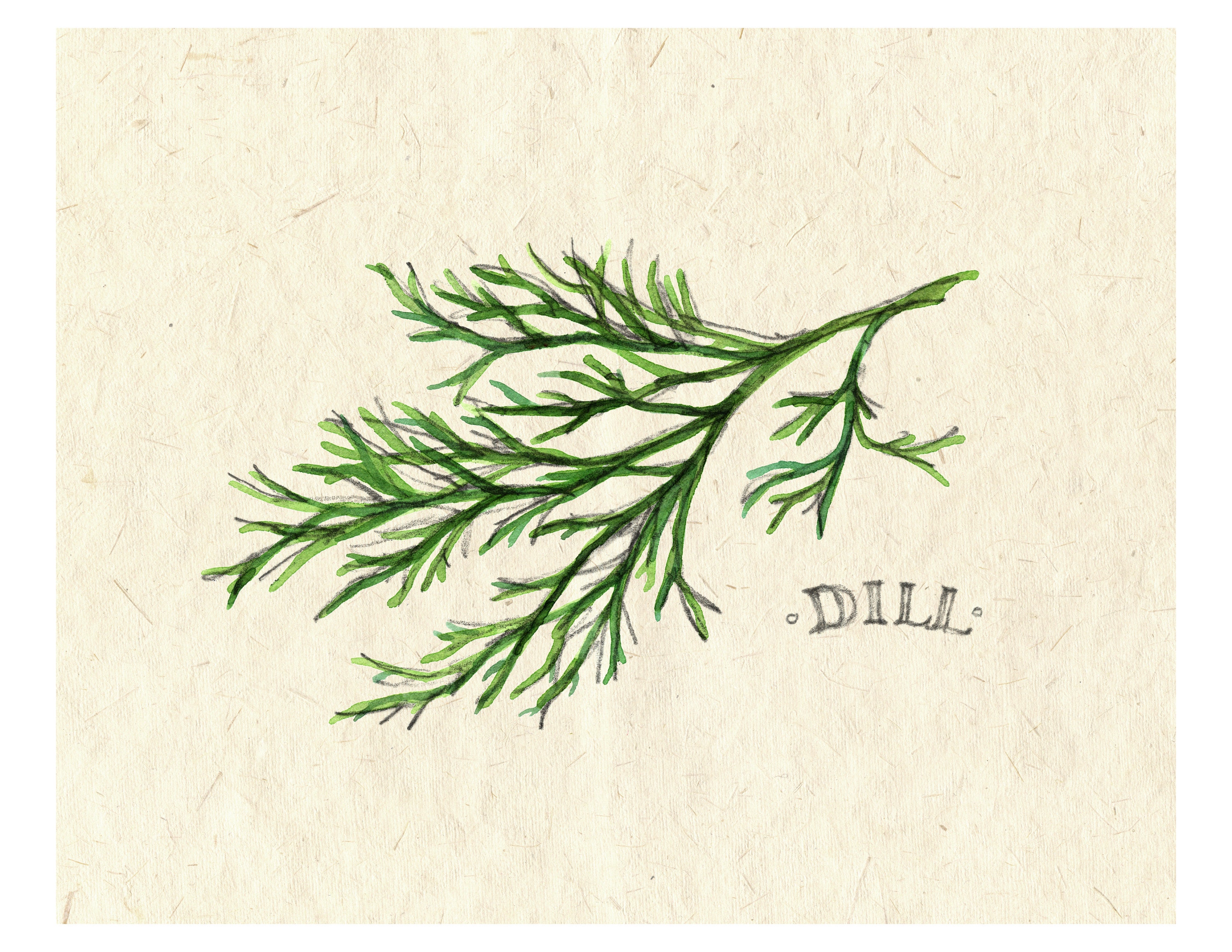 Field Guide Herbs-dill-watercolor Art Print-8.5 X 11 - Etsy