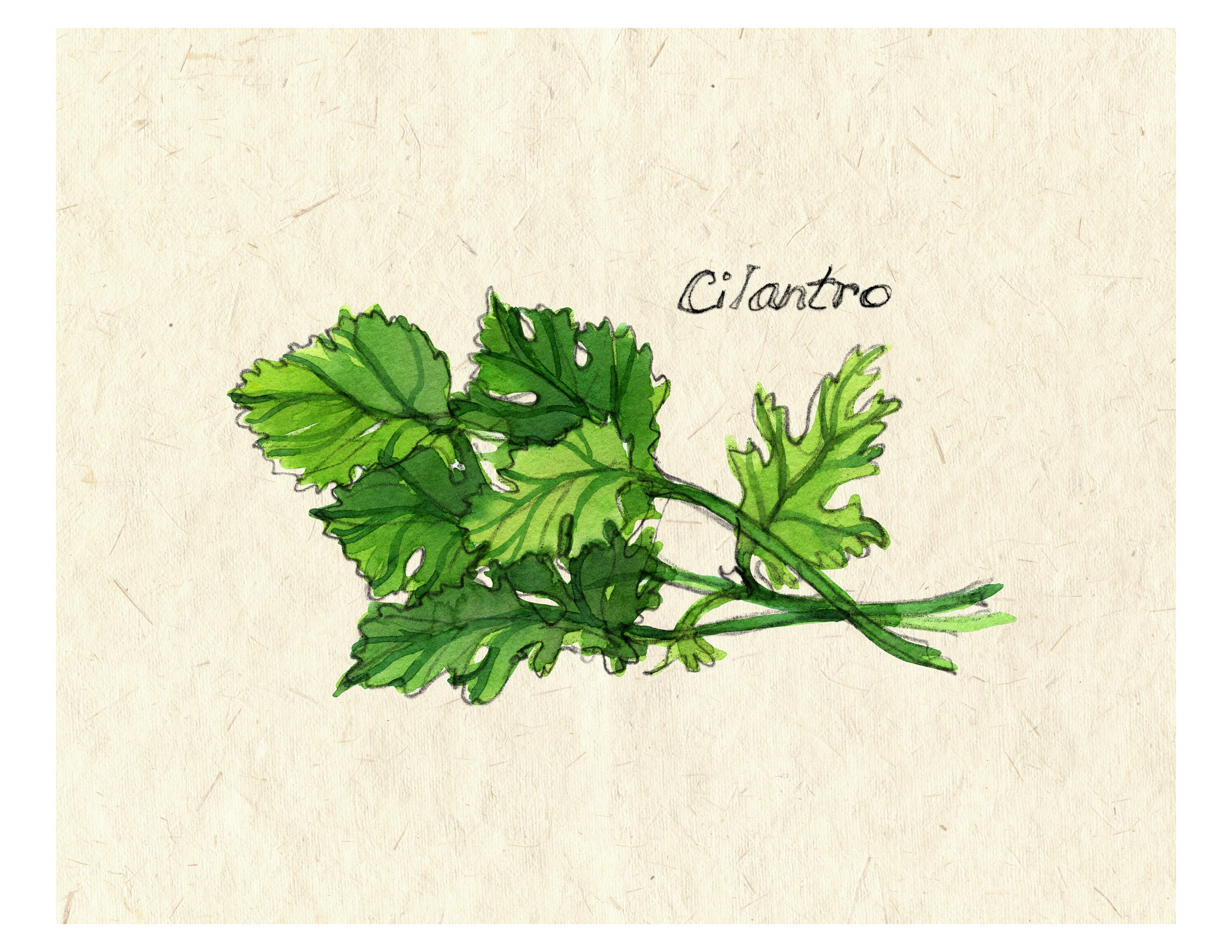 Field Guide Herbs-cilantro-watercolor Art Print-8.5 X 11 - Etsy