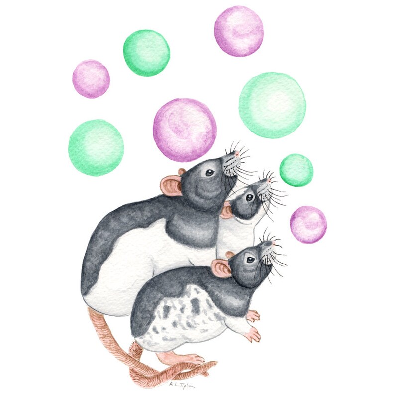 Rat Family Greetings Card Pet Rats Watching Bubbles Great | Etsy