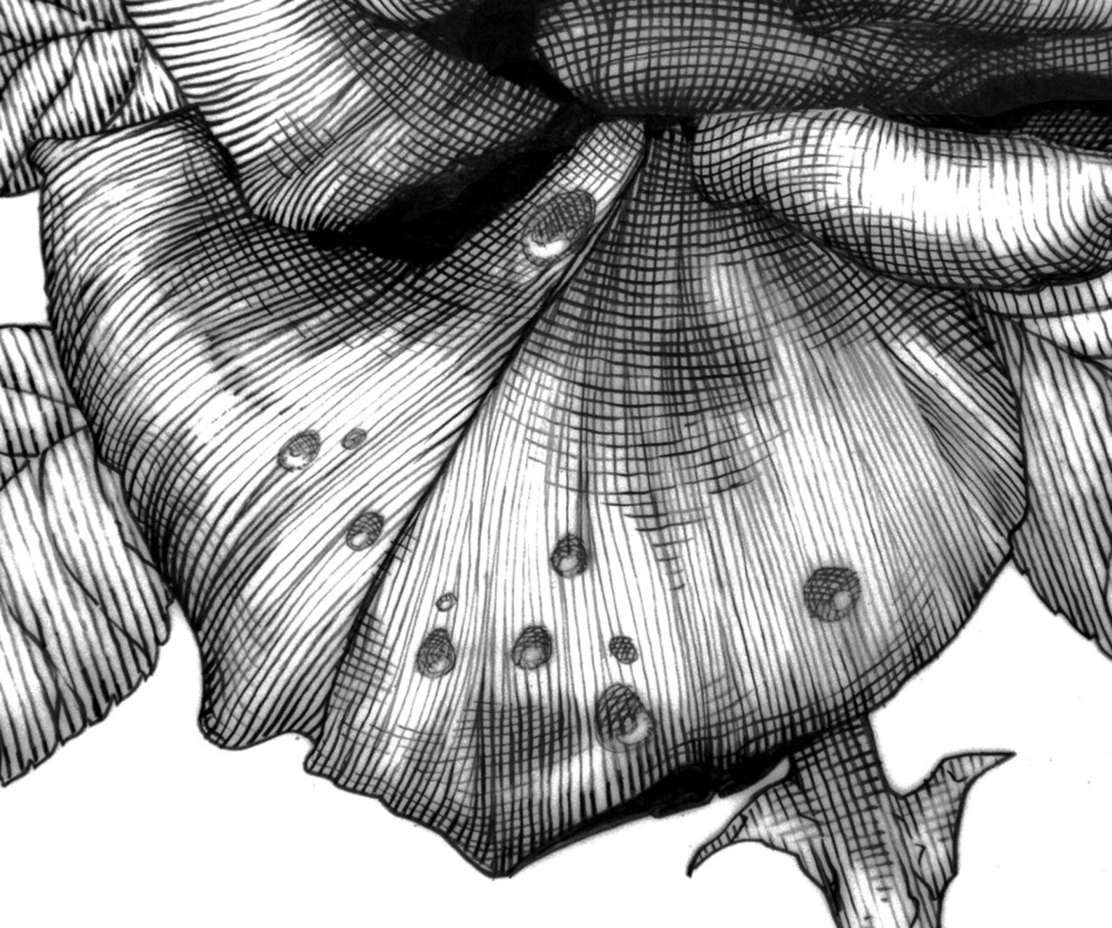 Thin Lizzy Black Rose Album Cover Original Artwork Pencil 1976 Print ...