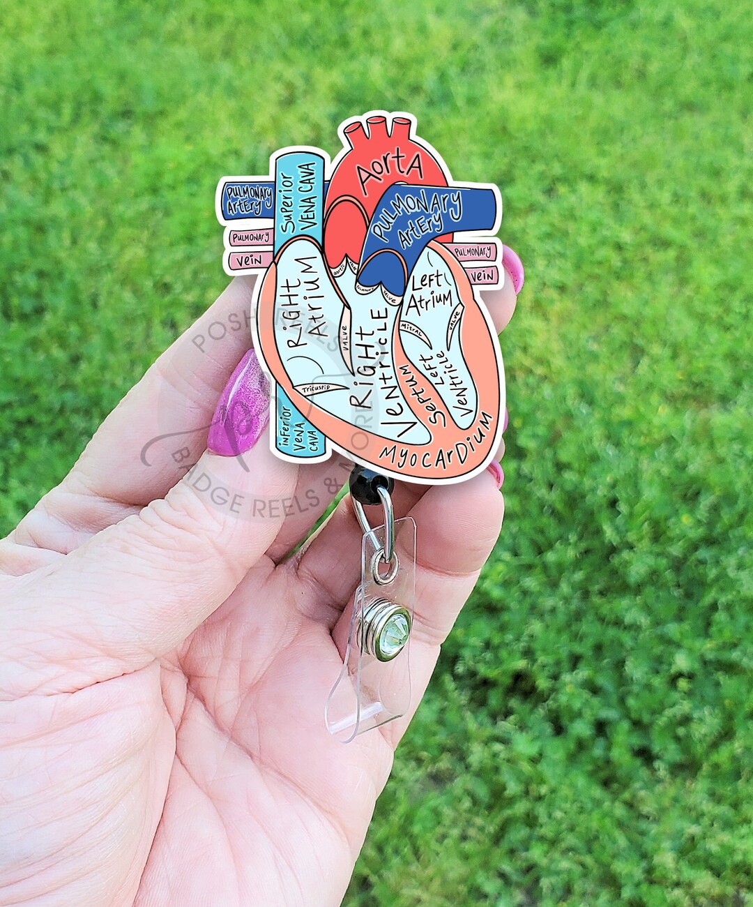 Anatomical Heart Badge Reel, Acrylic Heart With Labels Badge Reel ...