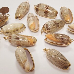 2 Vintage Genuine Lettered Olive Shell 24k Gold Accent Large Cowrie ...
