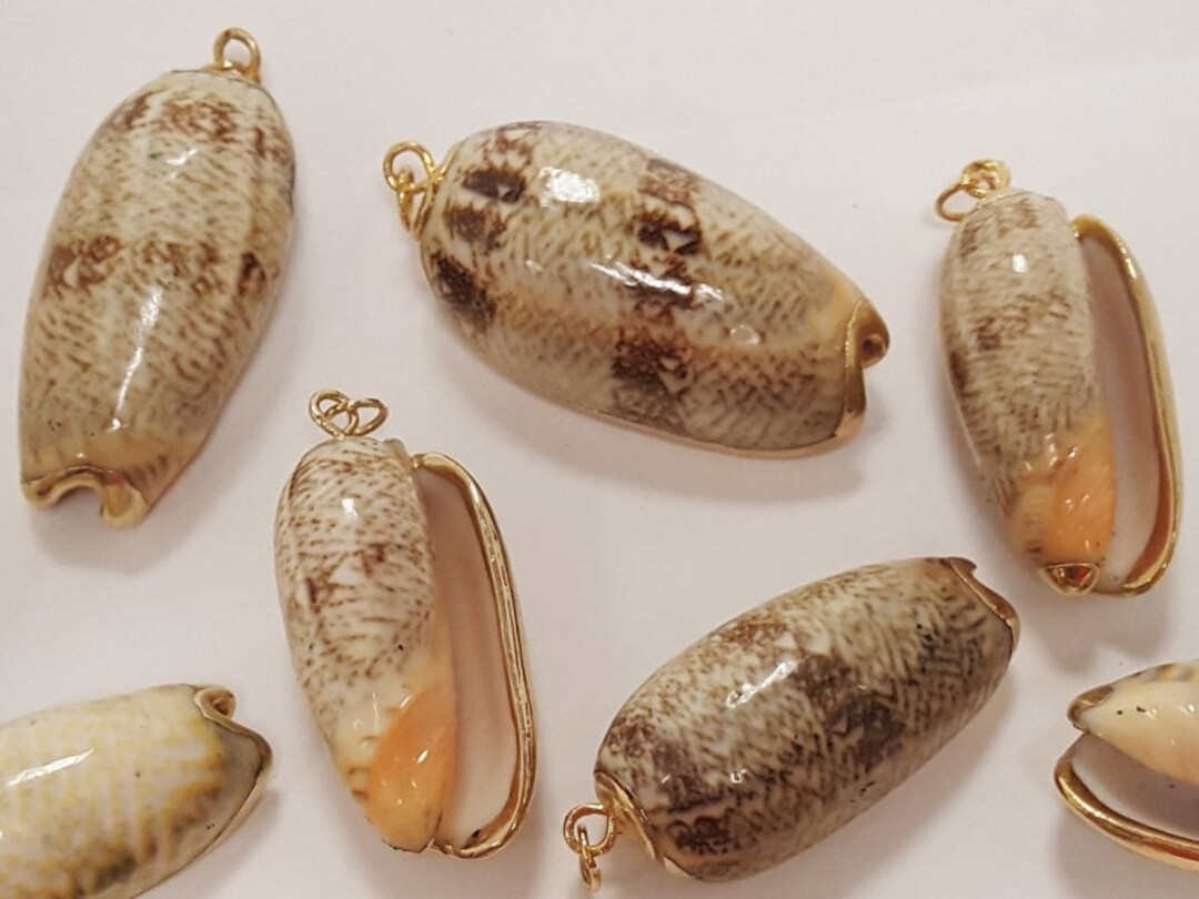2 Vintage Genuine Lettered Olive Shell 24k Gold Accent Large Cowrie ...