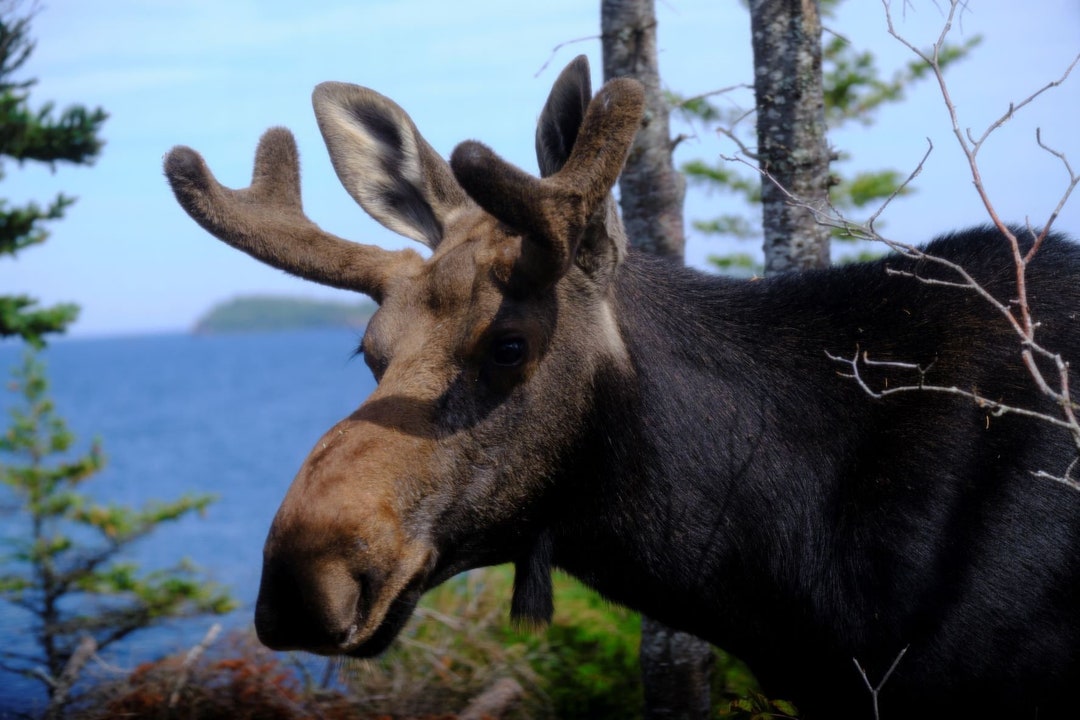 Young Bull Moose, Isle Royale | Photo Print Wall Art - Etsy