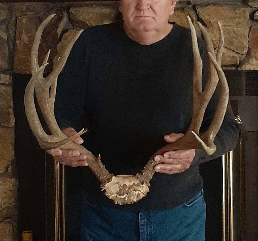 1940s / Mule Deer Antler Rack / Natural Buck Antlers / Real Horns ...
