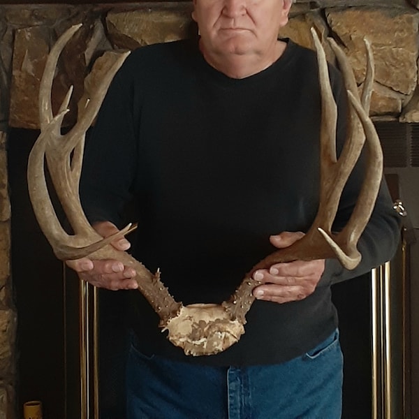 Antler Rack - Etsy