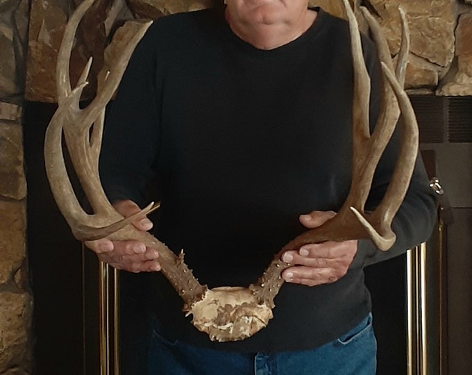 1940s / Mule Deer Antler Rack / Natural Buck Antlers / Real Horns ...
