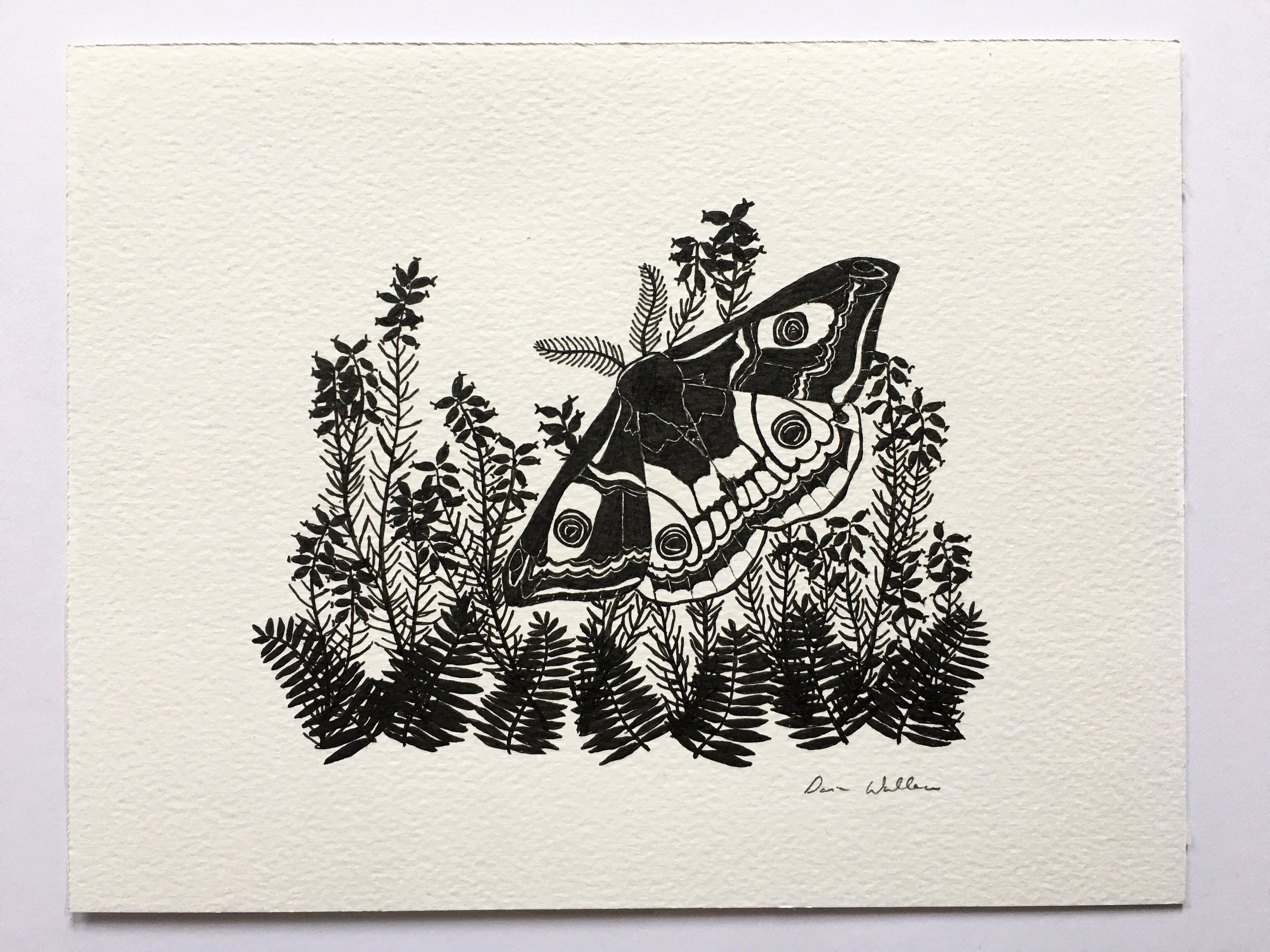 Emperor Moth Original Drawing - Etsy
