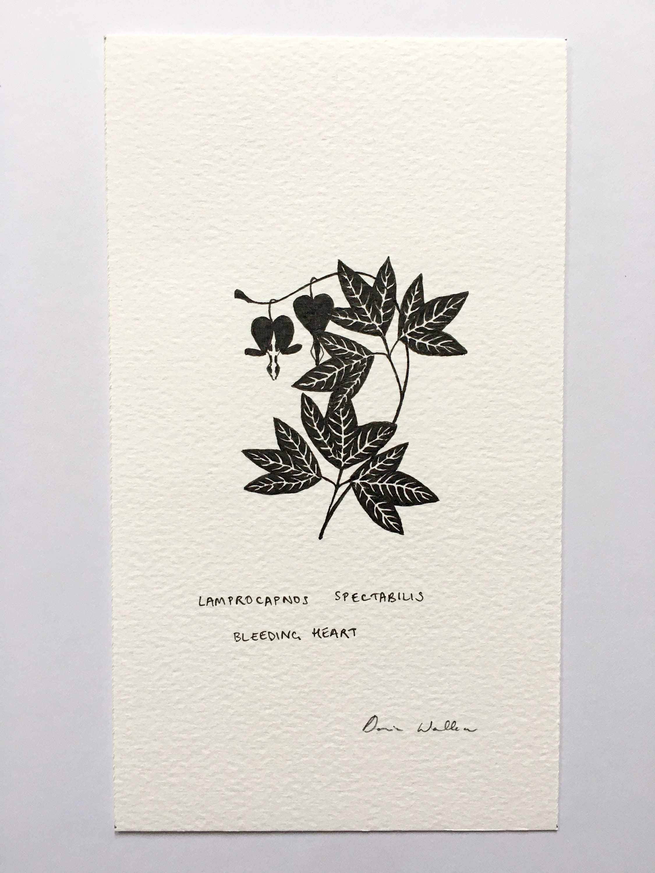 Bleeding Heart Drawing