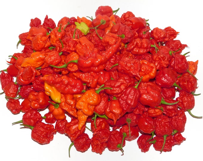 6 X Fresh Carolina Reaper Pepper Pods - Worlds Hottest Pepper Plant ...