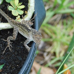 6 X RARE Grafting Stock Cactus Leaf Cuttings (pereskiopsis Spathulata ...