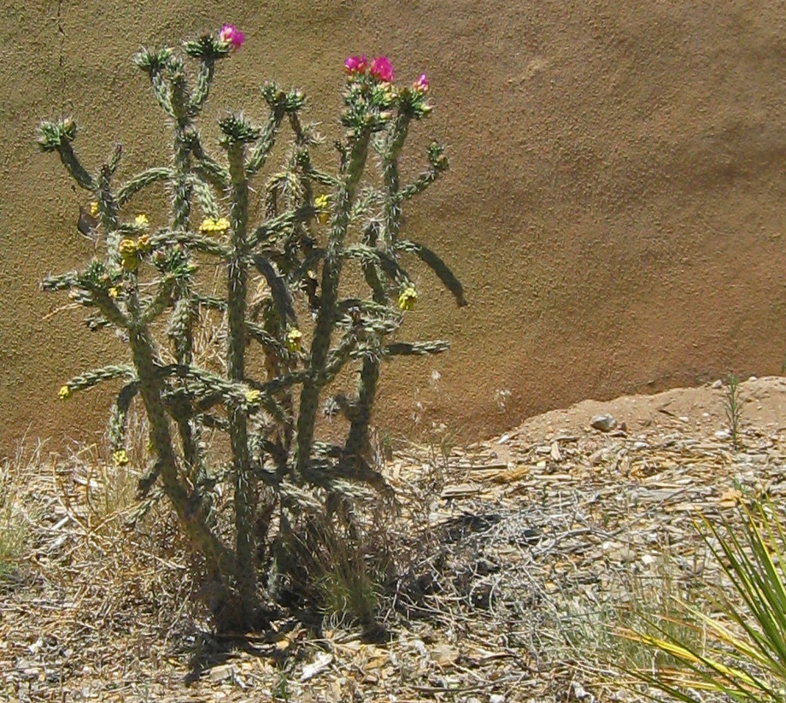Cruz de madera de cactus muerto de 13.25 - Etsy España