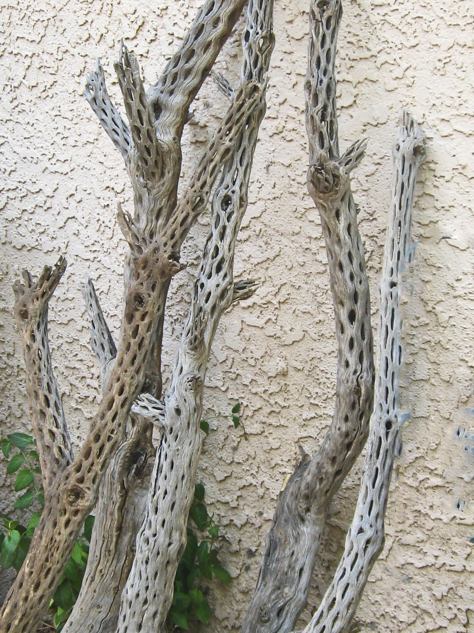 8" Cholla Cactus Wood Cross - Etsy