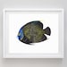 Tropical Fish Parrot Fish Watercolor Print - Sea Life Art -tropical ...