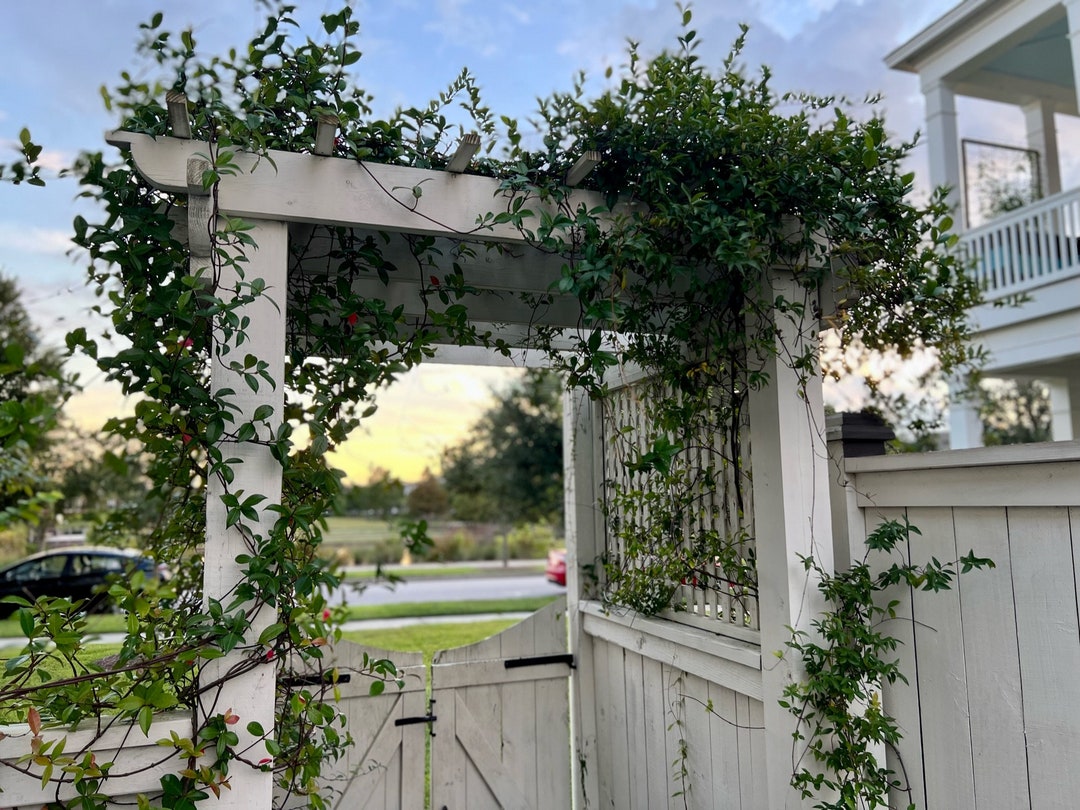 Charleston Summerville Vine Gate Photo Poster - Etsy