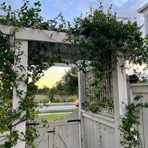 Charleston Summerville Vine Gate Photo Poster - Etsy