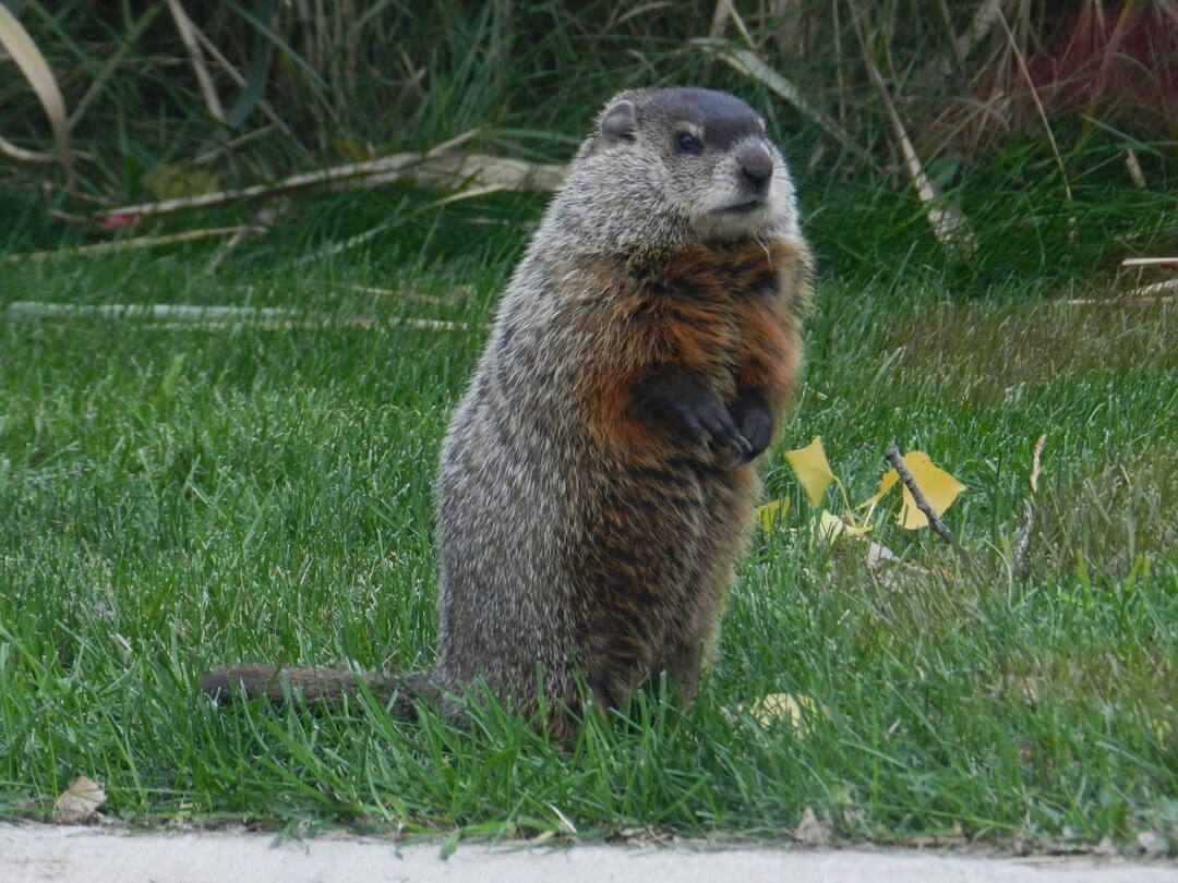 5x4 Photo Magnet - Ground Hog / Gopher / Nature / Art / Photography - Etsy