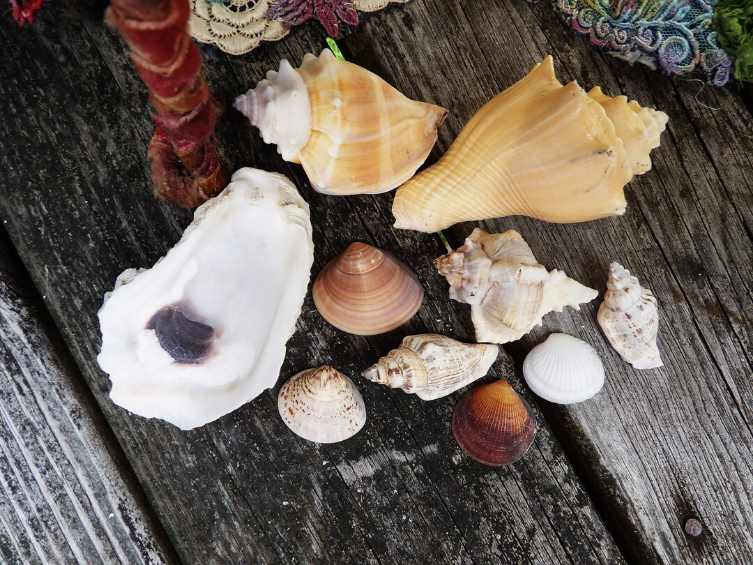 Seashells, Variety, Receive All in Picture, NON Drilled, Beach, Ocean ...