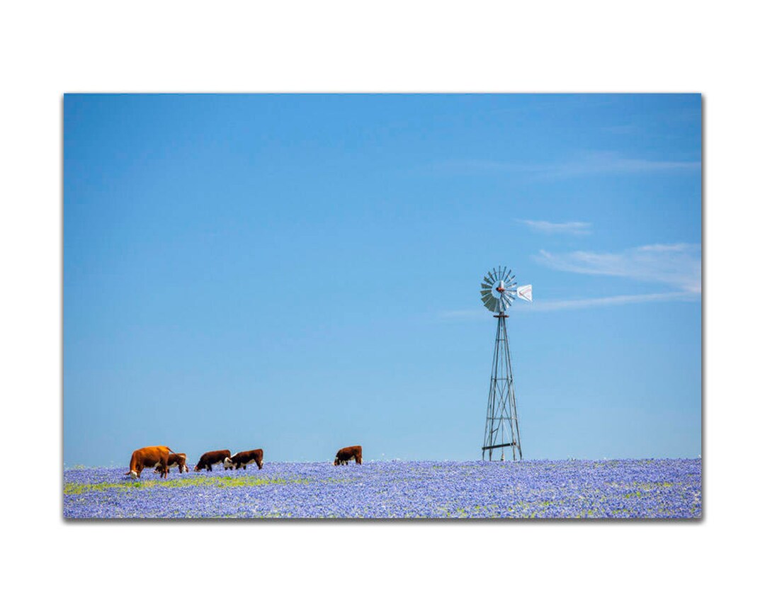 Windmill, Bluebonnets and Cattle, Photo Decor, Green and Blue Fine Art ...