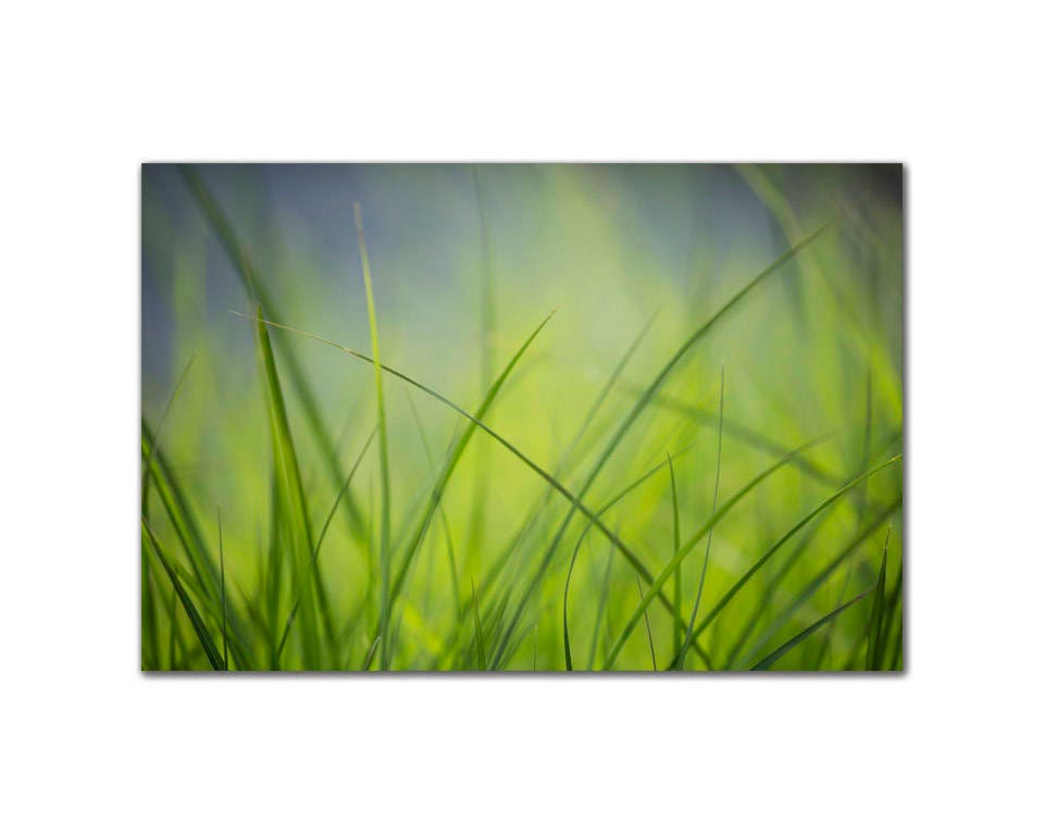 Botanical Grass Abstract Fine Art Print Photograph Green Tones Art Print Wall Art Botanical