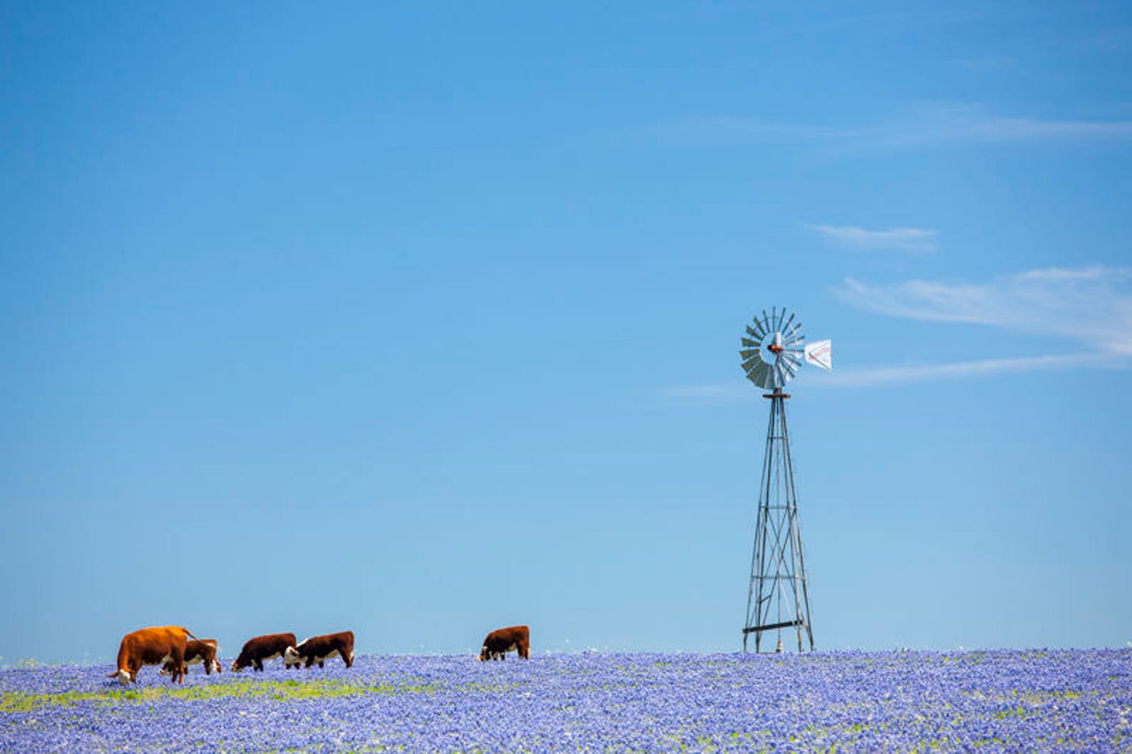 Windmill, Bluebonnets and Cattle, Photo Decor, Green and Blue Fine Art ...
