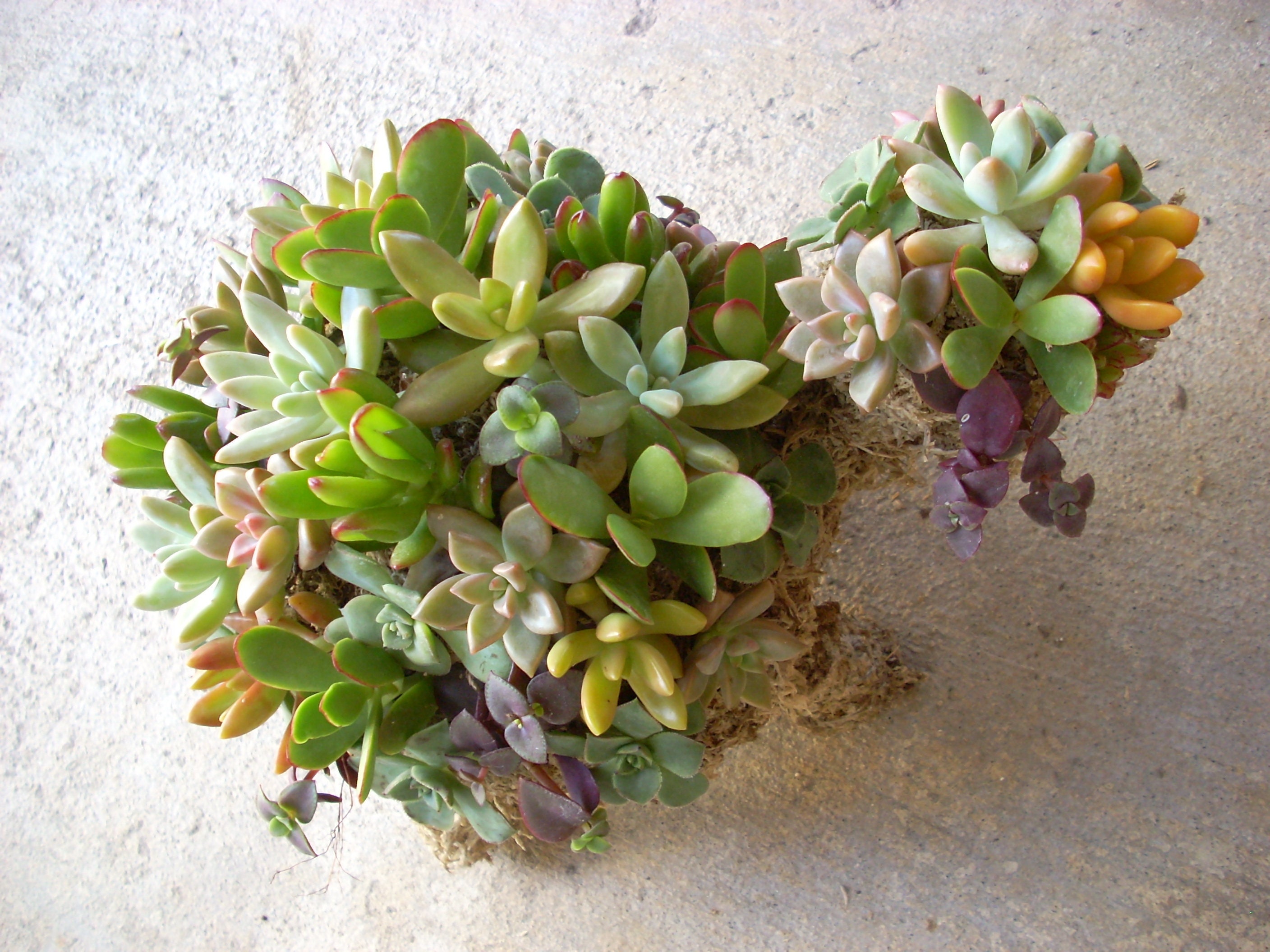 Succulent Turtle Live Topiary Centerpiece - Etsy