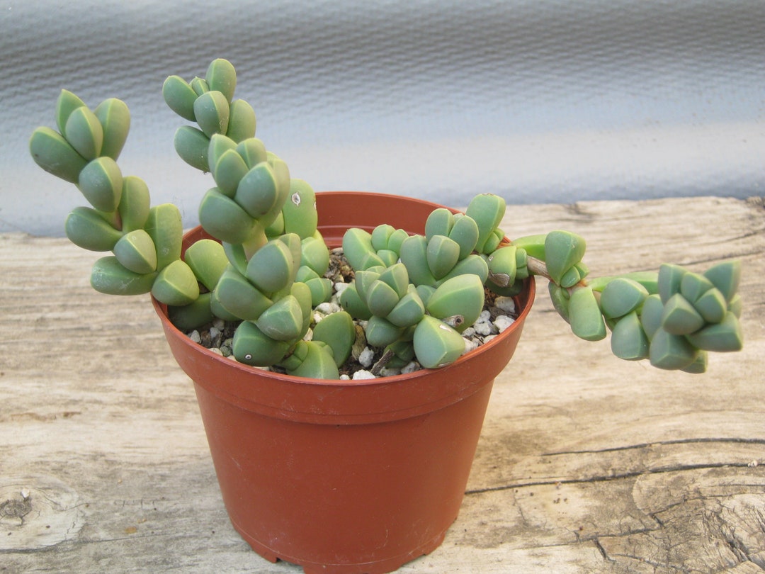 Blobby Rock Tree Corpuscularia Succulent Plant Live Potted - Etsy