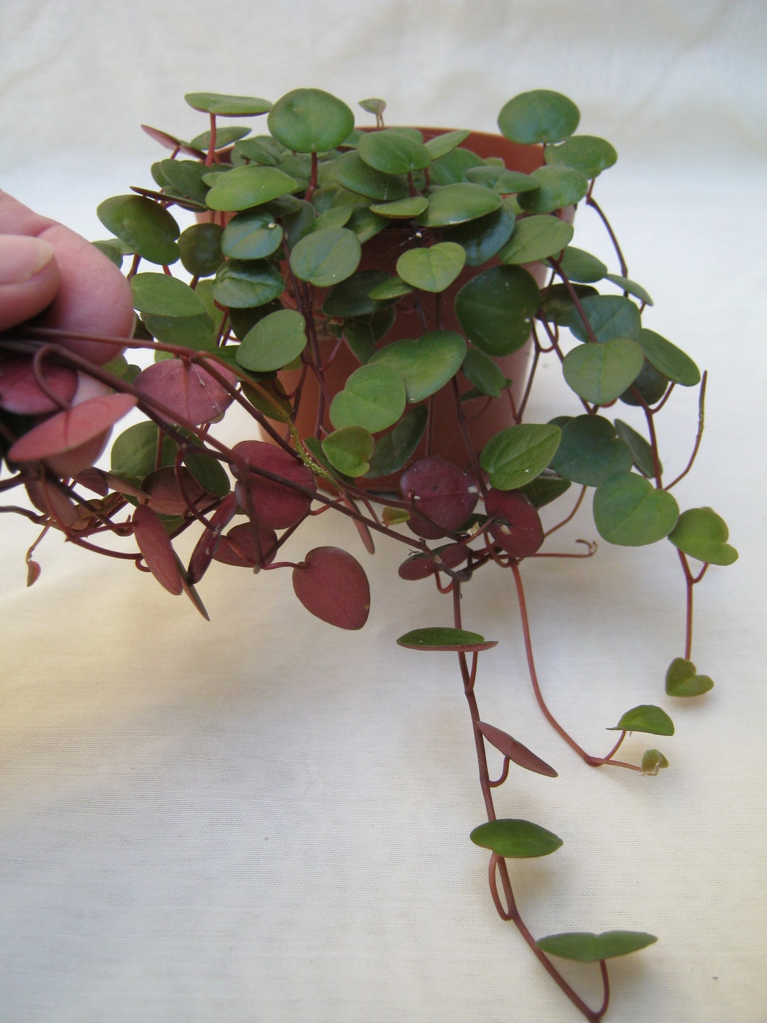 Ruby Cascade Peperomia Succulent Plant Live Potted - Etsy