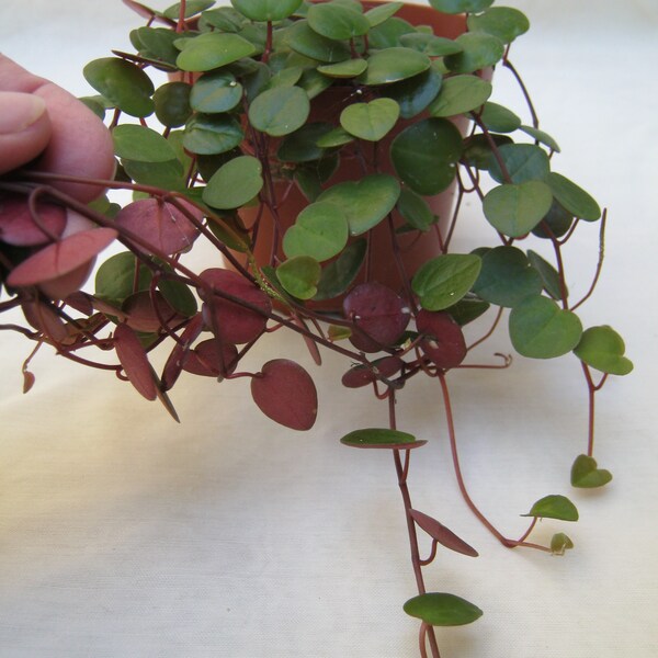 Peperomia Ruby Cascade - Etsy