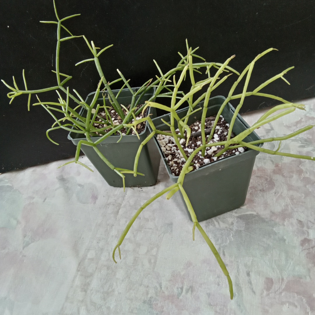 Rain Forest Jungle Cactus Rhipsalis Clavata Live Plant - Etsy