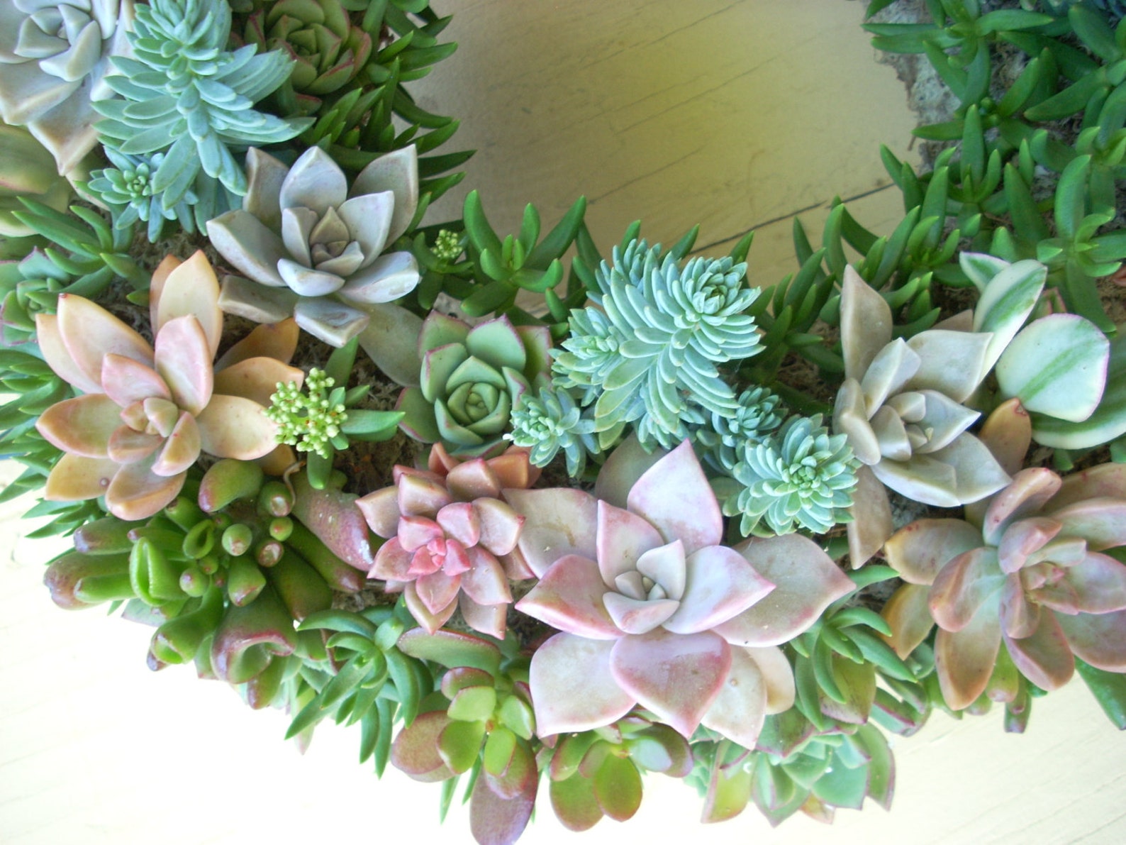 Succulent Wreath Live 13 Inch Diameter | Etsy