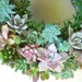 Succulent Wreath Live 13 Inch Diameter - Etsy
