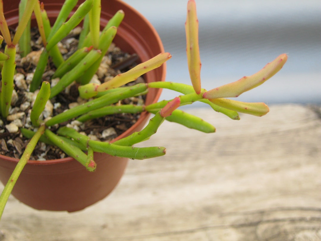 Rain Forest Jungle Cactus Rhipsalis Ewaldiana Plant Live Potted - Etsy