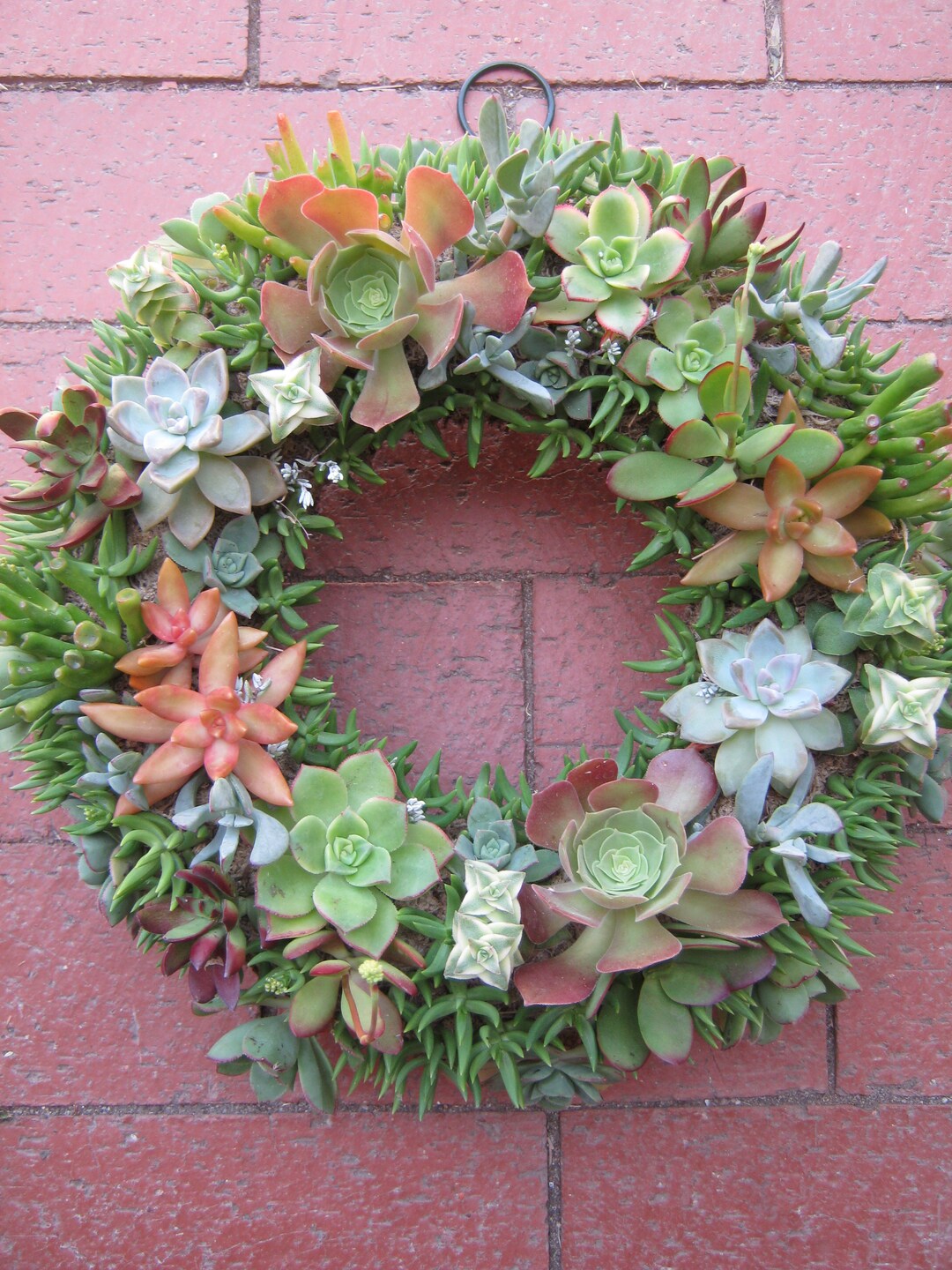 Succulent Wreath Live 13 Inch Diameter - Etsy