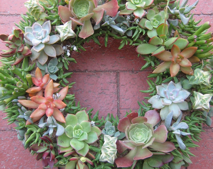 Succulent Wreath Live 13 Inch Diameter - Etsy