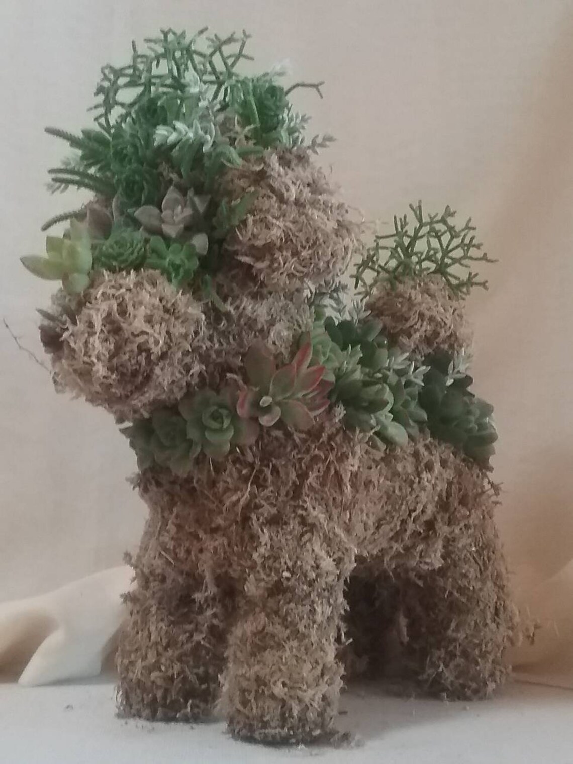 Succulent Poodle Puppy Living Topiary Centerpiece - Etsy