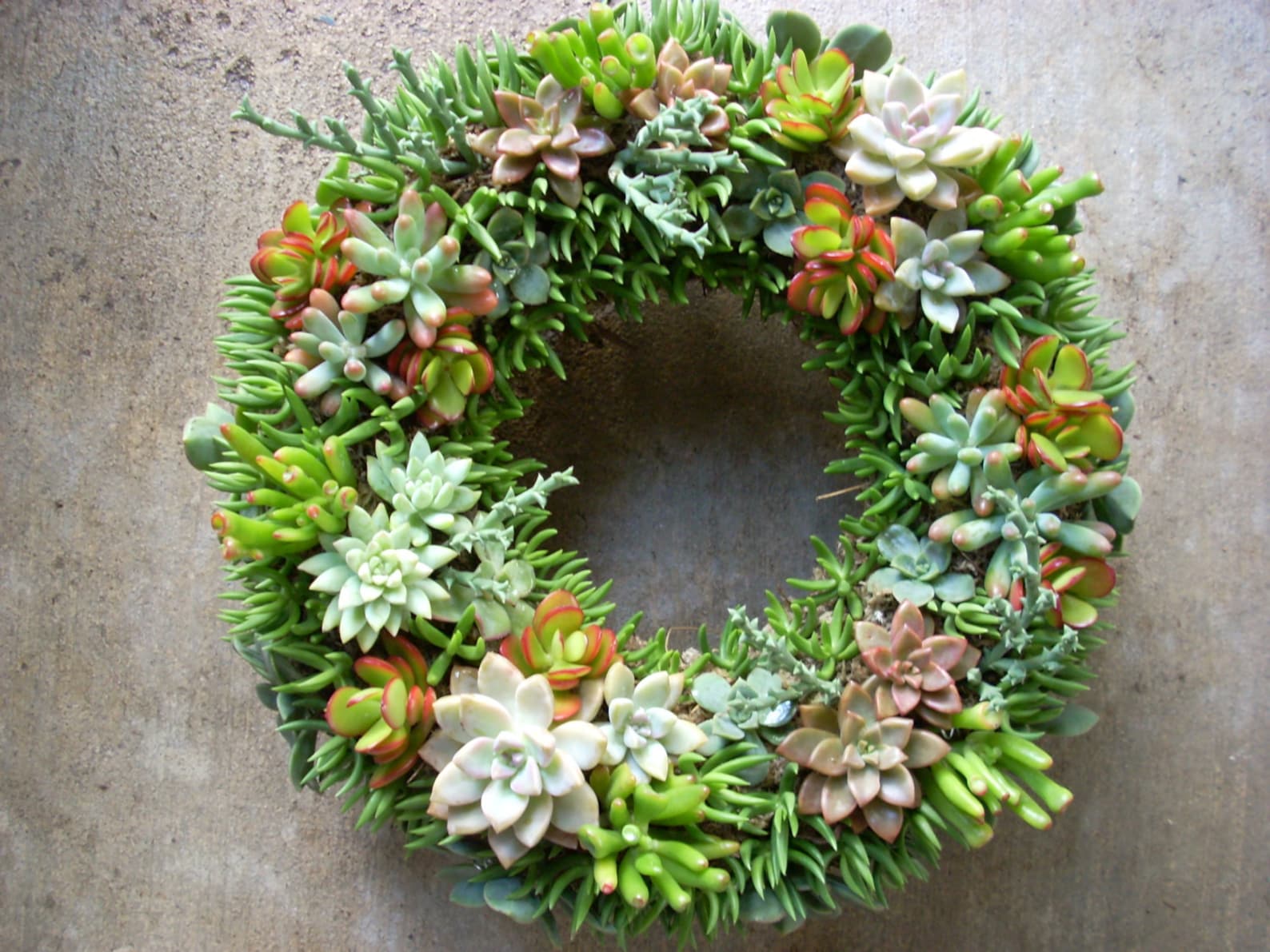 Succulent Wreath Live 13 Inch Diameter | Etsy