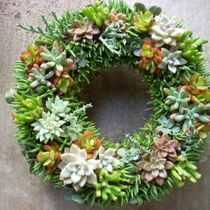Succulent Wreath Live 13 Inch Diameter - Etsy