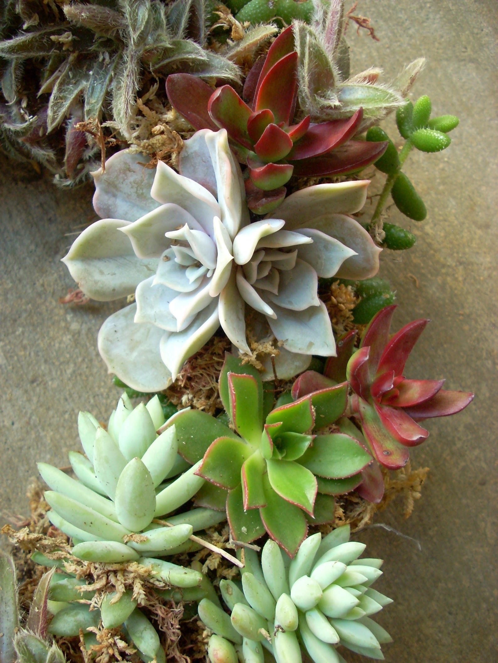 Live Succulent Wreath | Centerpiece 12"-13" Diameter - Etsy
