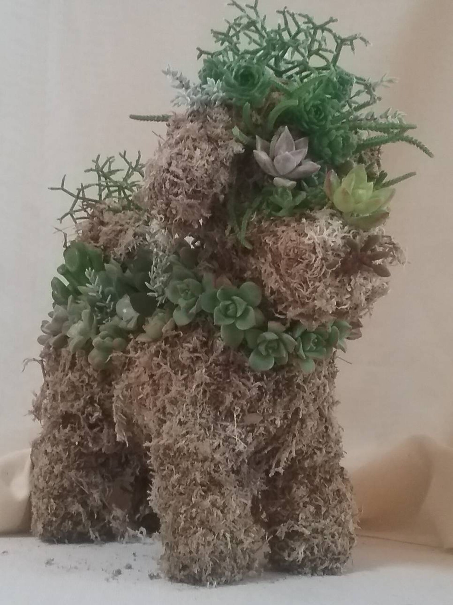 Succulent Poodle Puppy Living Topiary Centerpiece - Etsy