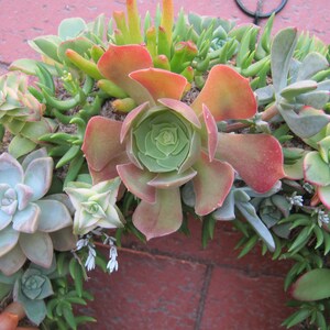 Succulent Wreath Live 13 Inch Diameter - Etsy