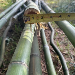 Fresh Cut Bamboo - Etsy