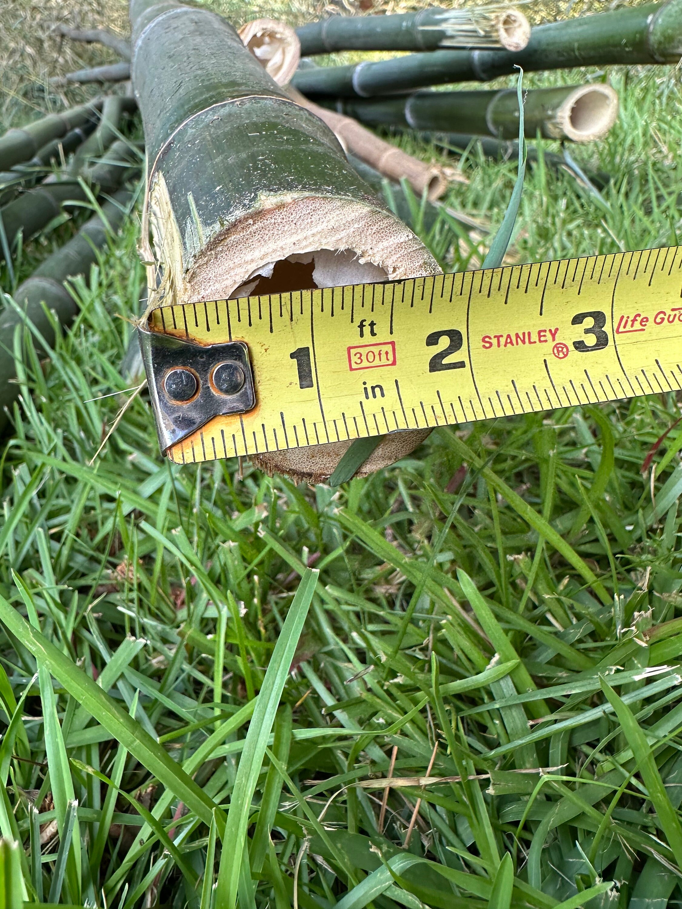 Fresh Cut Bamboo - Etsy