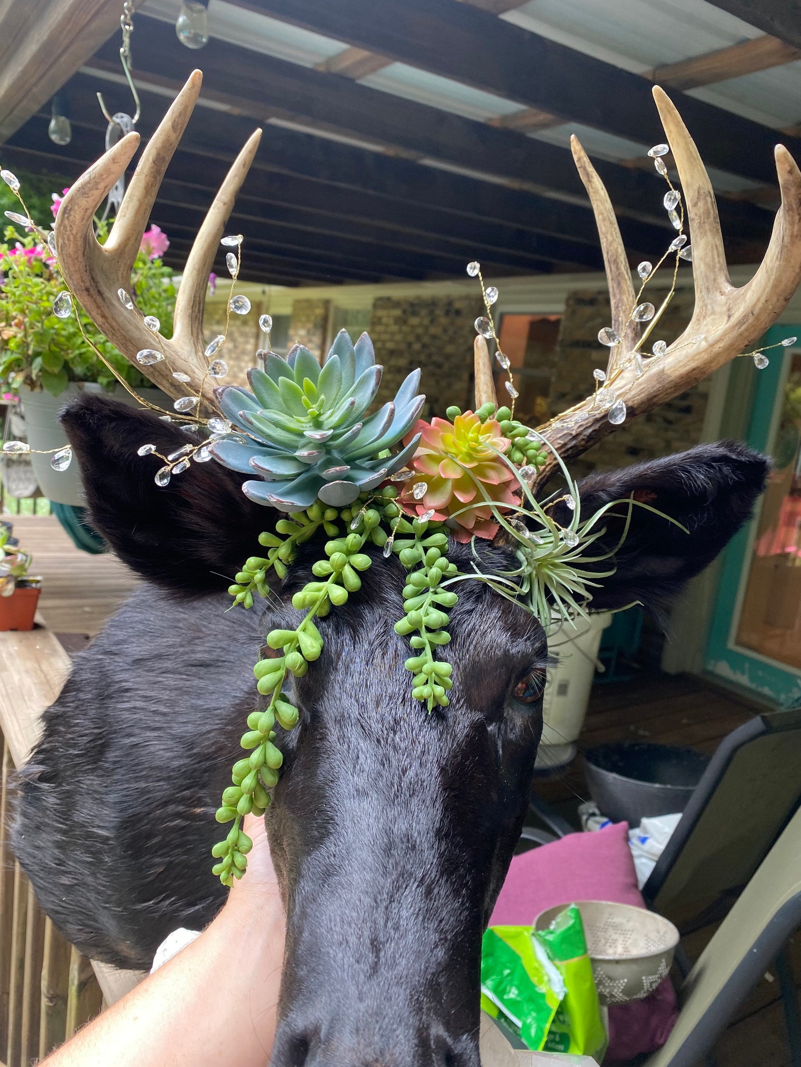 Vintage deer head dyed black with succulents | Etsy