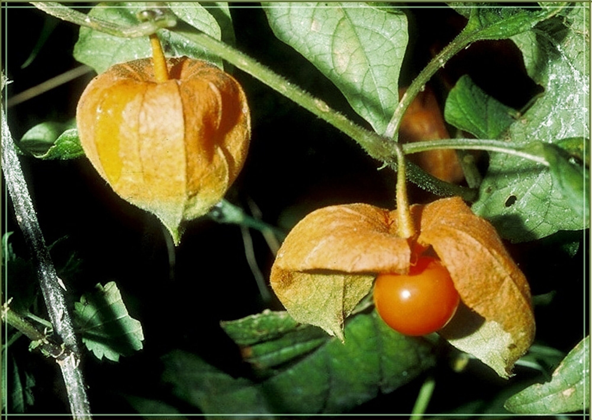 Physalis alkekengi 40 Seeds Bladder cherry Chinese lantern | Etsy