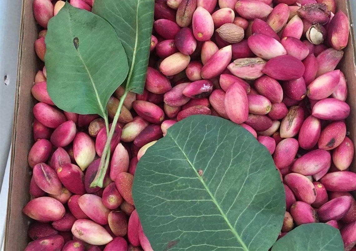 Pistachio Tree pistacia Vera 20 Seeds Terebinth Tree | Etsy