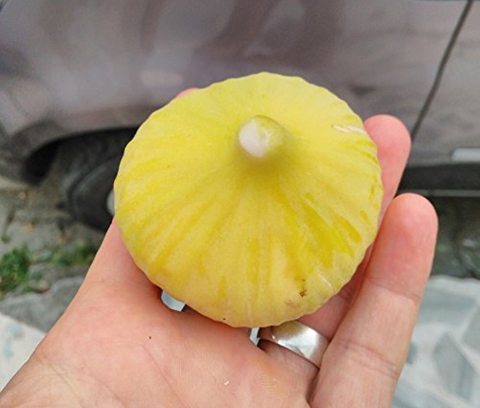 Fig Tree 50 Seeds Yellow Zeybek Fig Ficus Carica rare - Etsy