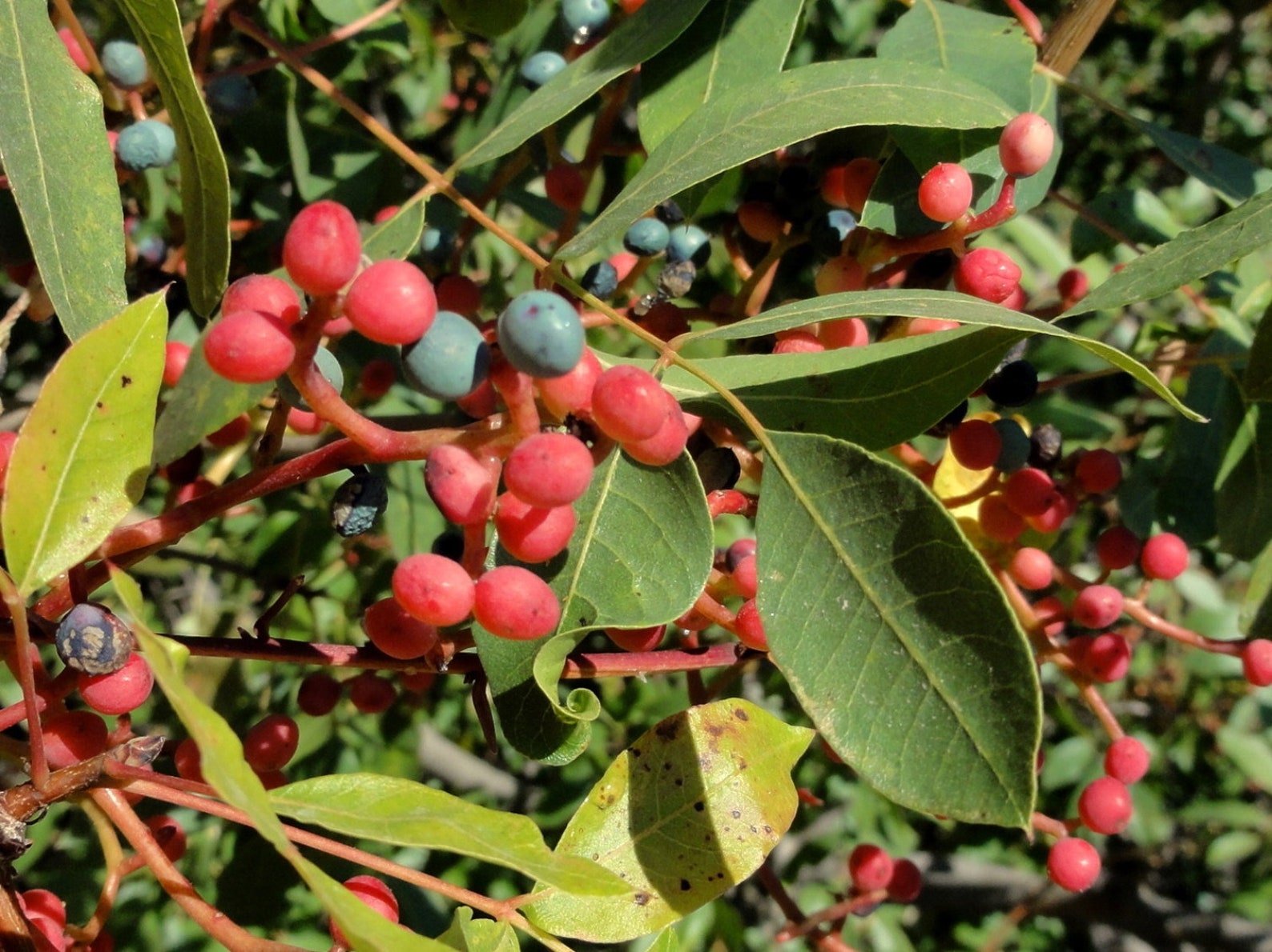 Pistachio Tree Pistacia Vera 20 Seeds Terebinth Tree | Etsy