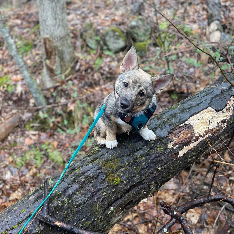 Long Leash Cross Body - Etsy