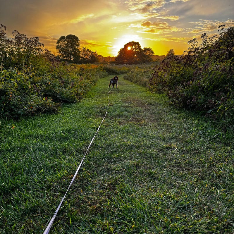 Cat Collar Training - Etsy